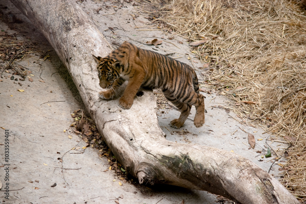 Tiger cubs are born with all their stripes and drink their mother's ...