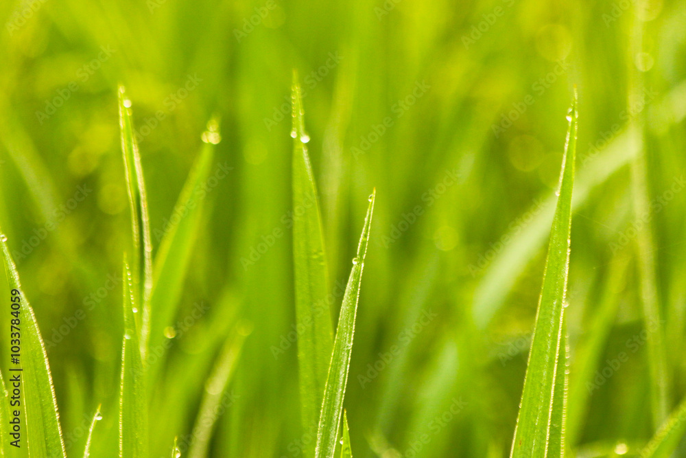 Close-up landscape of rice and paddy plants with green rice seeds and ...