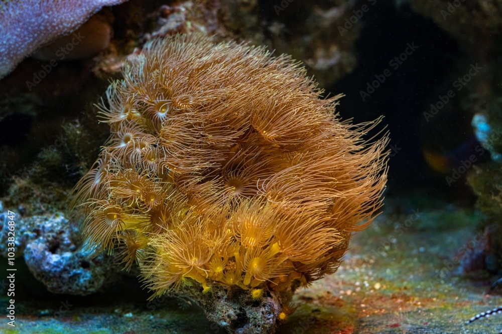 parazoanthus polyp colony move tentacle in laminar flow, yellow crust ...