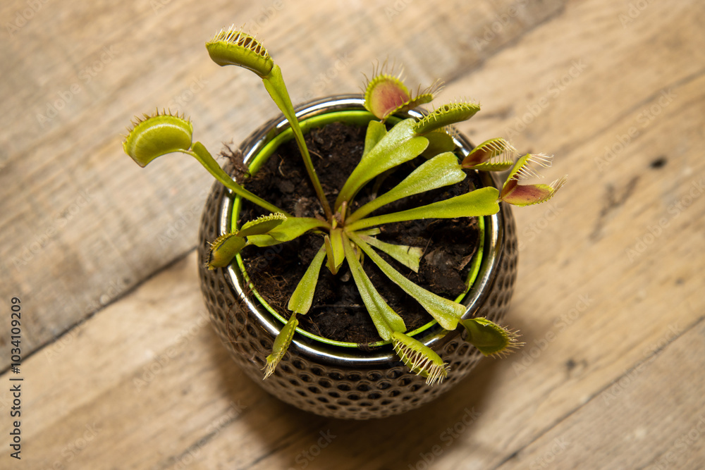 Photo of the small Venus flytrap plant which is a carnivorous plant ...