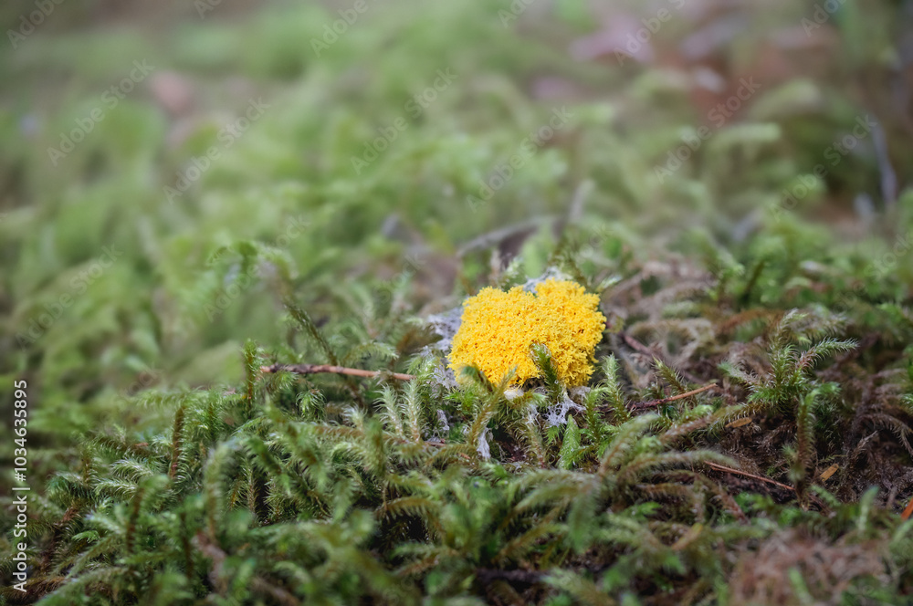Yellow foaming fungus in moss with defocused background. Known as Dog ...