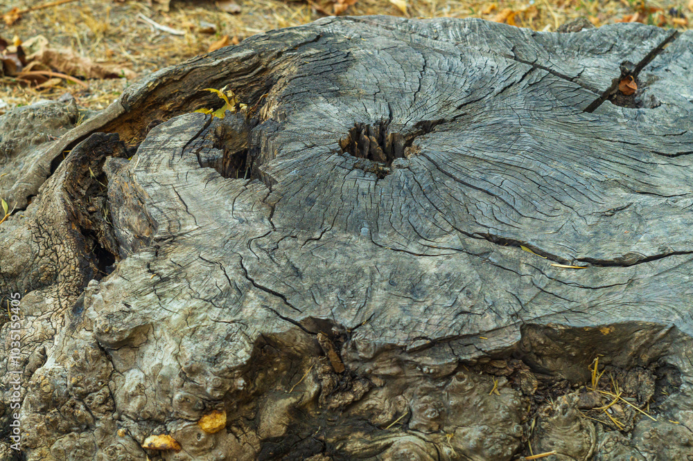 An old large stump of cut wood with deep longitudinal cracks. Black ...