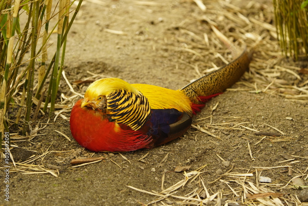 The golden pheasant (Chrysolophus pictus), also known as the Chinese ...
