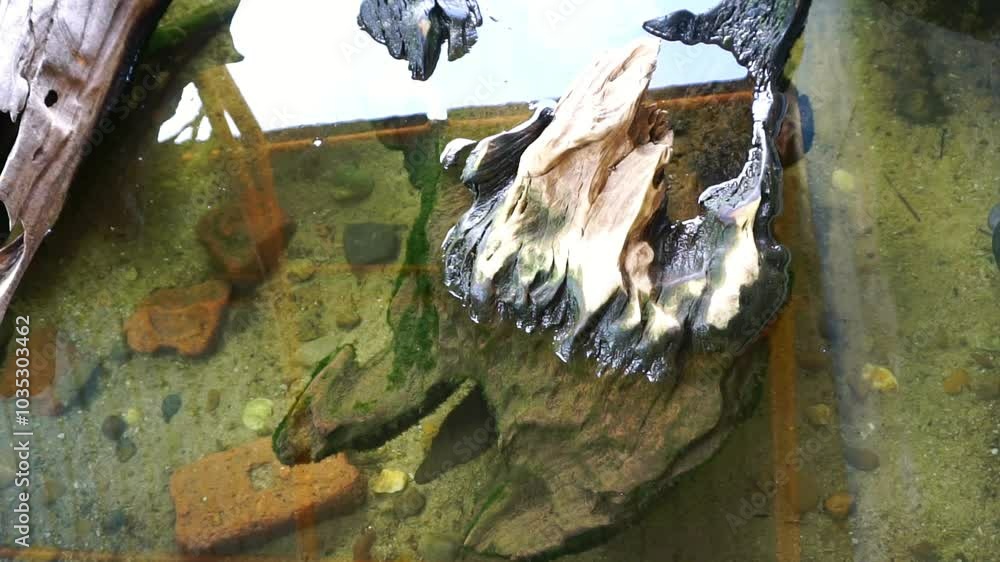 A turtle swimming gracefully around a submerged log, showcasing ...