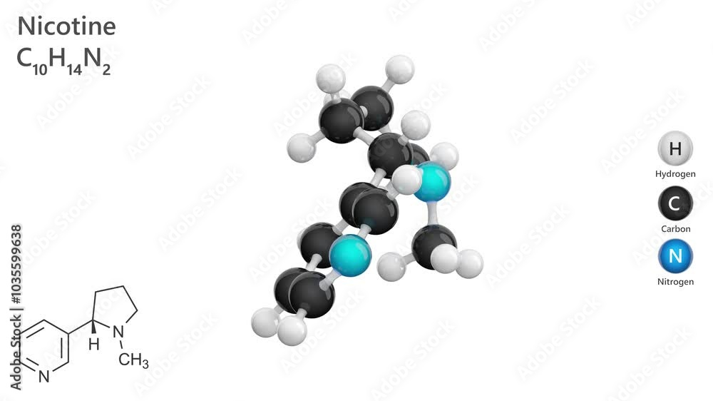 Nicotine. Animated 3d model of molecule. Molecular formula: C10H14N2 ...