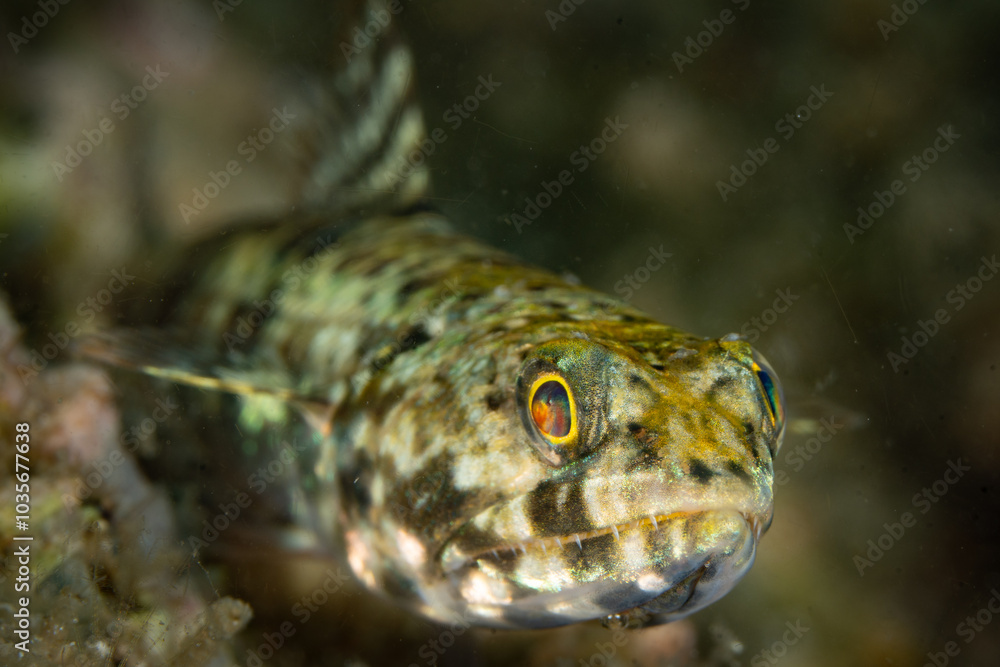A reef lizardfish, Synodus sp., waits to ambush prey on a coral reef in ...