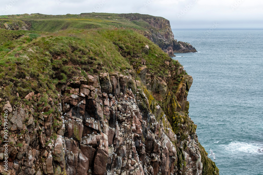 Cliffs with nesting site of colonies of seabirds like kittiwakes ...