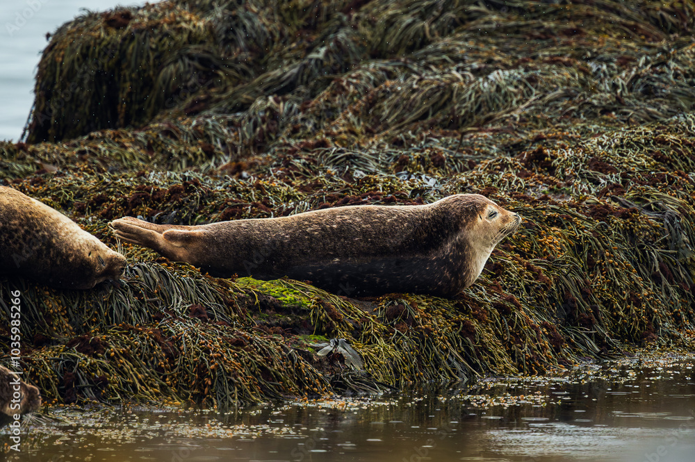 icelandic seals inside the Ytri Tunga Beach, Snaefellness Peninsula ...