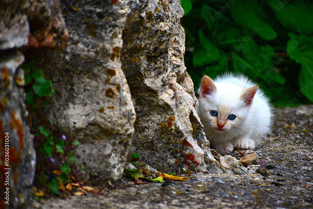 Tímido gatito blanco se esconde detrás de una pared de piedra en un ...