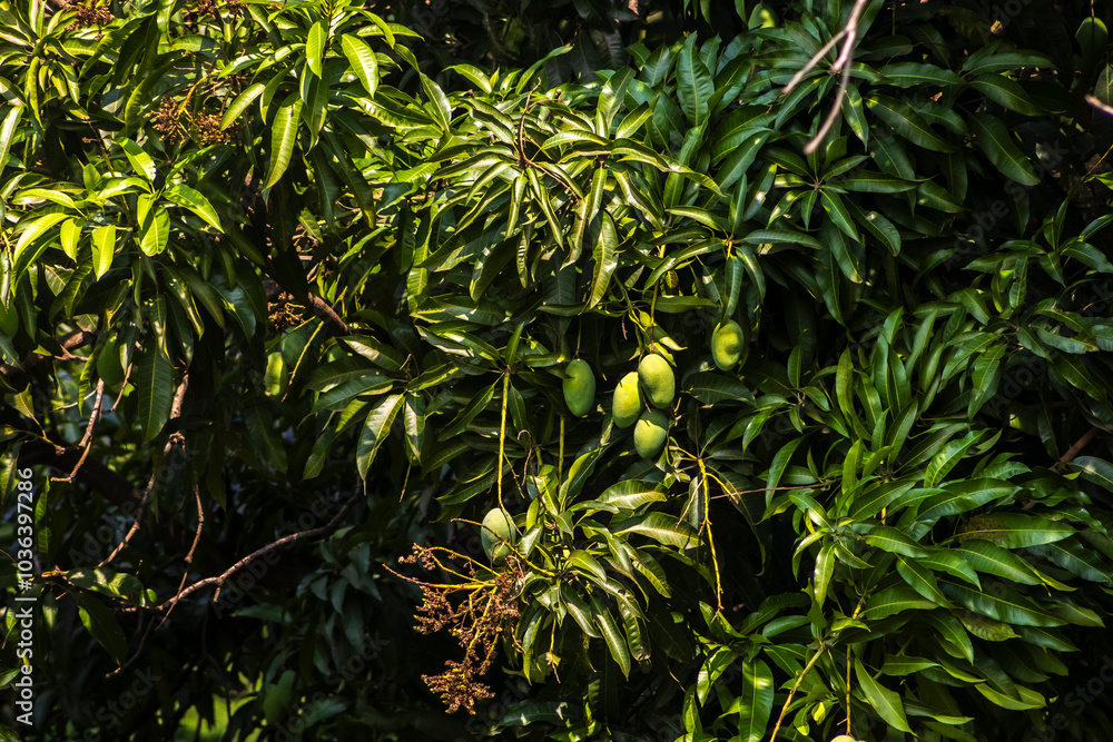 Mango is the fruit of the mango tree (Mangifera indica L.), a fruit ...