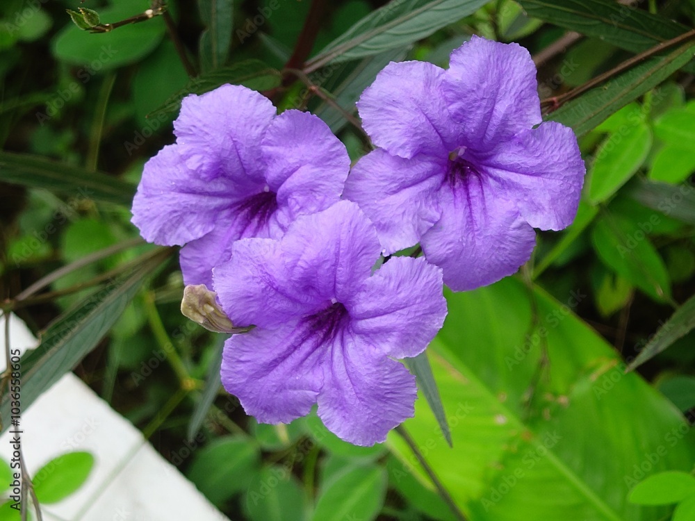Ruellia tuberosa also known as minnieroot, fever root, snapdragon root ...
