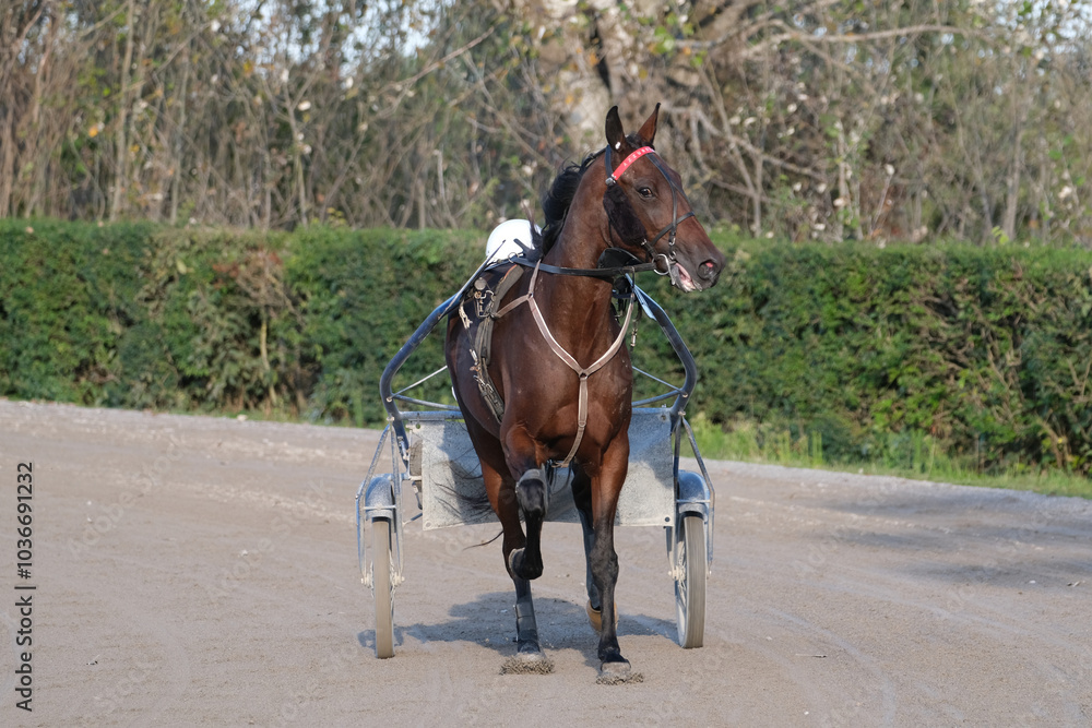 Racing horses trots and rider on a track of stadium. Competitions for ...