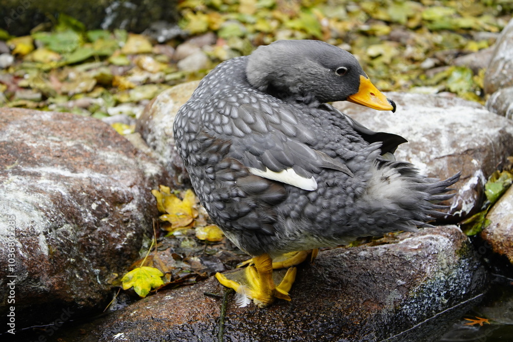 The Fuegian steamer duck (Tachyeres pteneres) or the Magellanic ...
