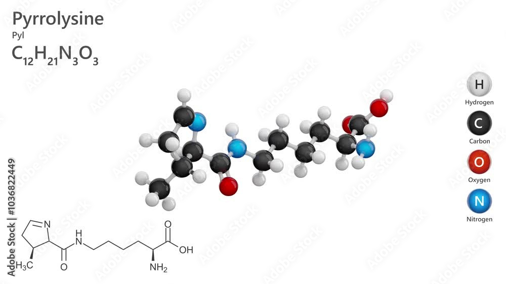 Pyrrolysine. Amino Acid. Animated 3d model of molecule. Molecular ...