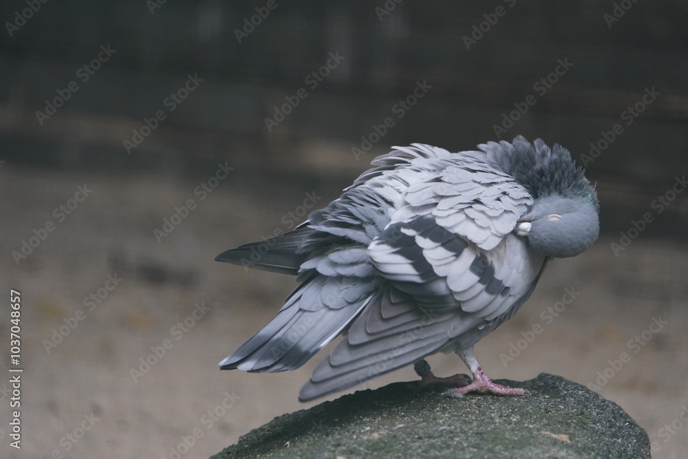 The rock dove, rock pigeon, or common pigeon (Columba livia) is a ...