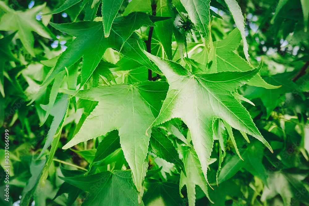 Leaves from Liquidambar styraciflua tree, Altingiaceae family. Close-up ...