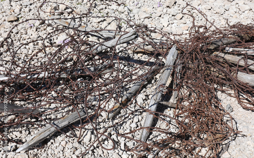 old rusted barbed wire used during World War I in the mountains between ...