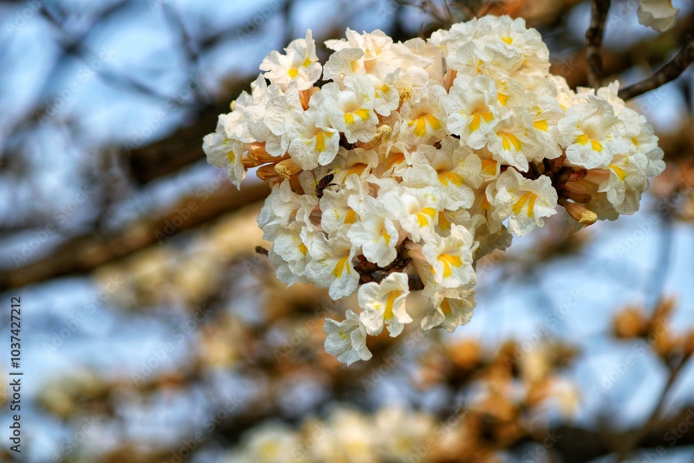 Flower, ipe tree, spring, nature, brazil, parana, londrina, tree is ...