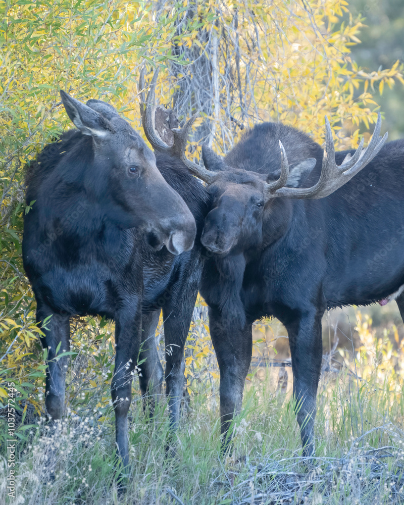 The moose or elk (Alces alces) is the world's tallest, largest, and ...
