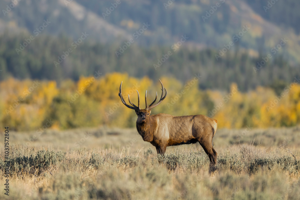 Rocky Mountain bull elk have the largest antlers of the 4 North ...