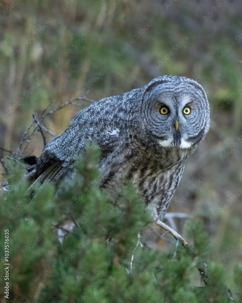 The great grey owl (Strix nebulosa) is a true owl and is the world's ...