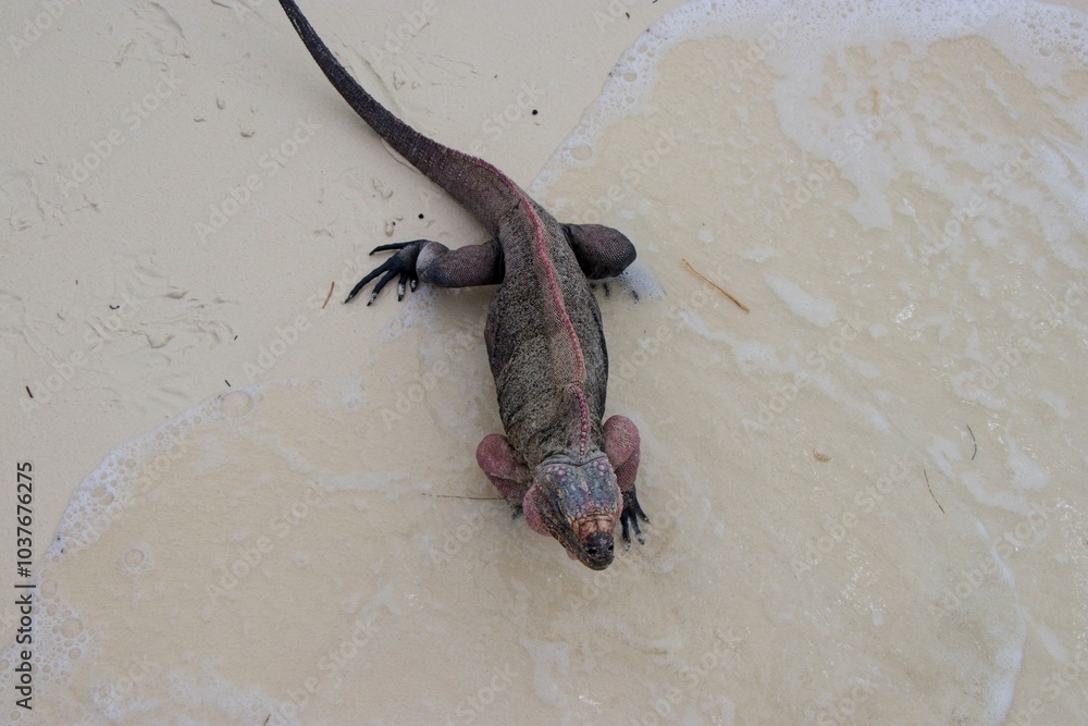 Iguanas rule their own private island in the Exuma chain of islands in ...