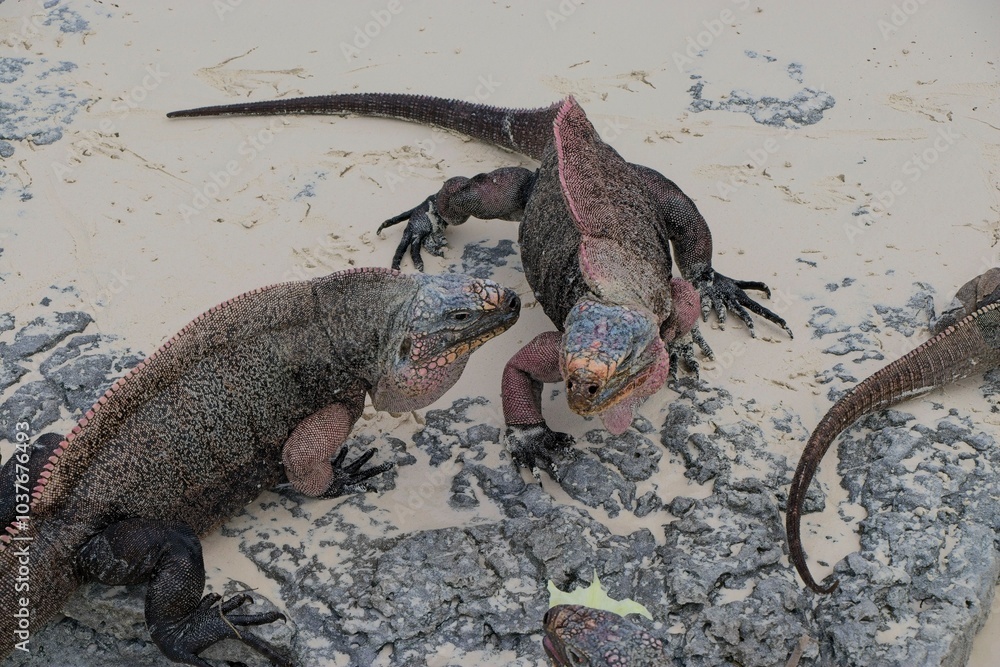 Iguanas rule their own private island in the Exuma chain of islands in ...