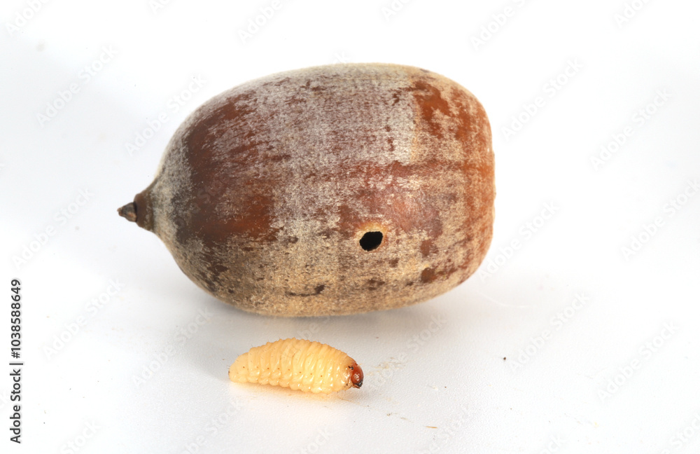 Close-up of an acorn weevil (Curculio sp.) larva found in Ohio. Behind ...