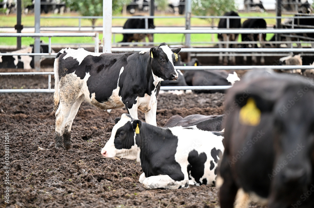 farm, cow, animal, cows, construction, horse, building, sky, cattle ...