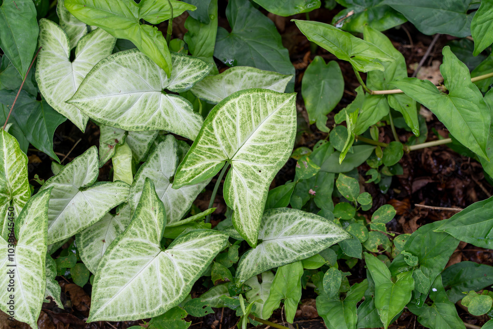 Syngonium Podophyllum (Arrowhead Plant, Arrowhead Vine, Arrowhead ...