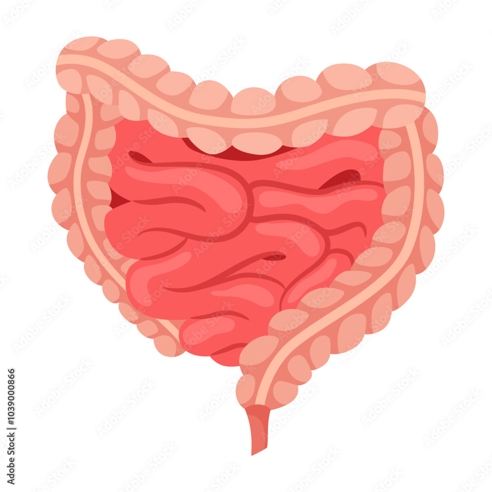 Internal human body organ - intestine, info poster. Medical anatomy ...