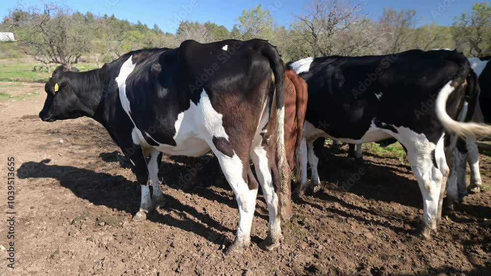 Close-up of cows standing together in a farm setting, showing their ...