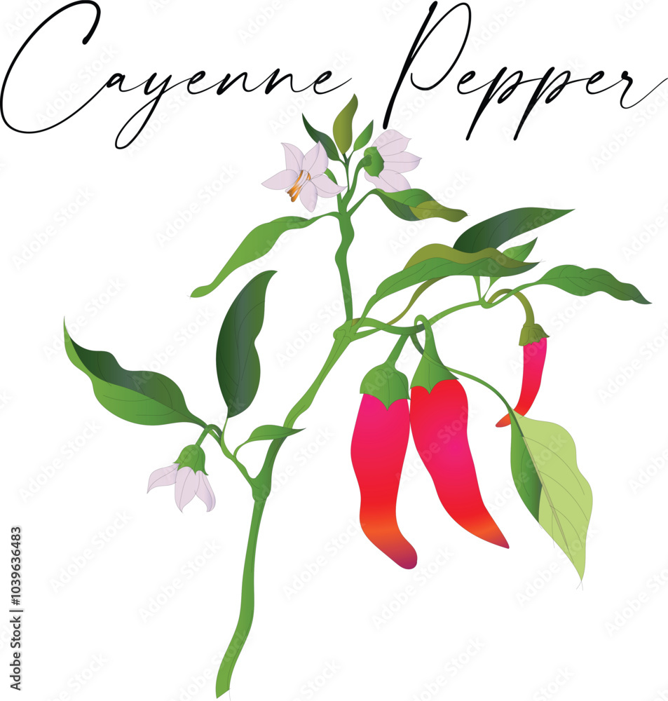 vector drawing of cayenne pepper plant, Capsicum annuum on white ...