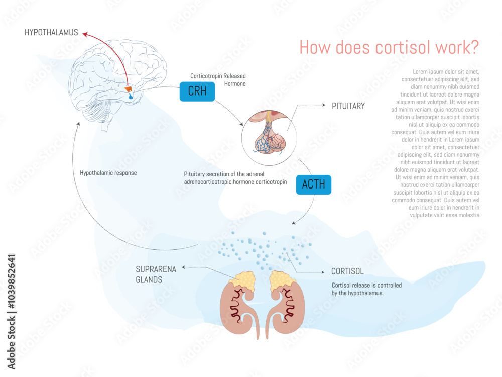 Illustrated Function of Cortisol in the Endocrine System .Educational ...