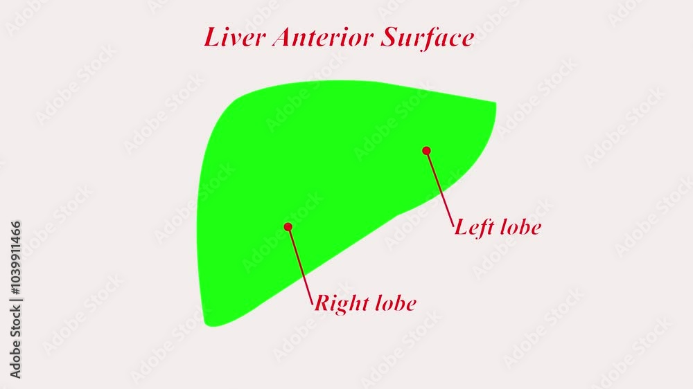 Liver Anterior Surface Labeled Diagram. green color liver Anterior ...