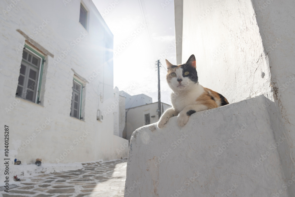 A calico cat relaxes atop a white wall under the bright sun. The ...