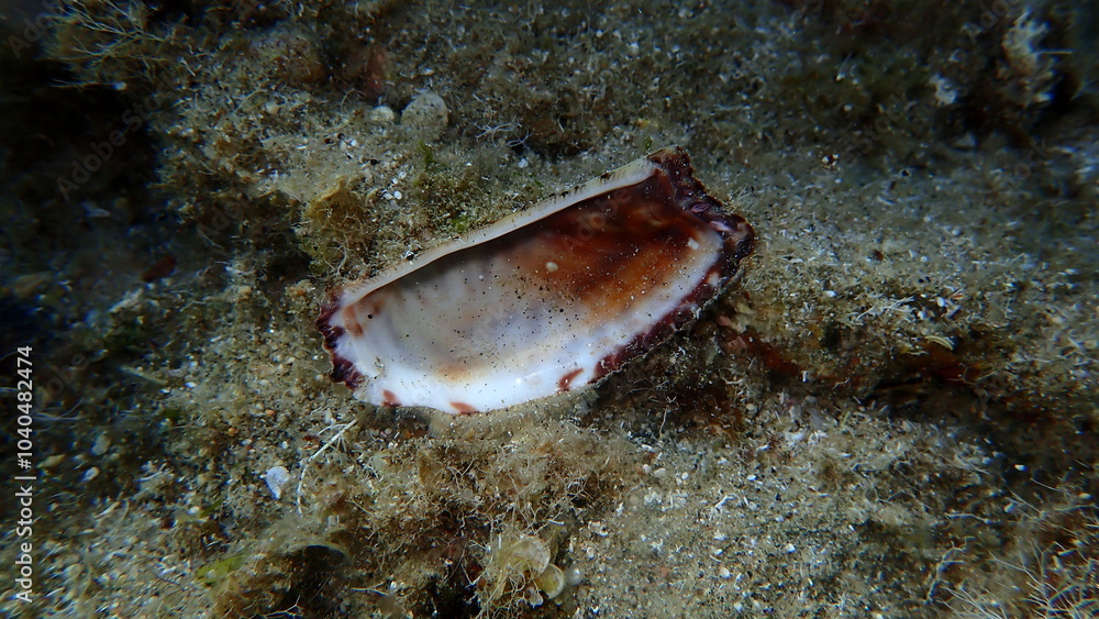 Noah's ark shell or Noah's ark, Noah's arch (Arca noae) shell undersea ...