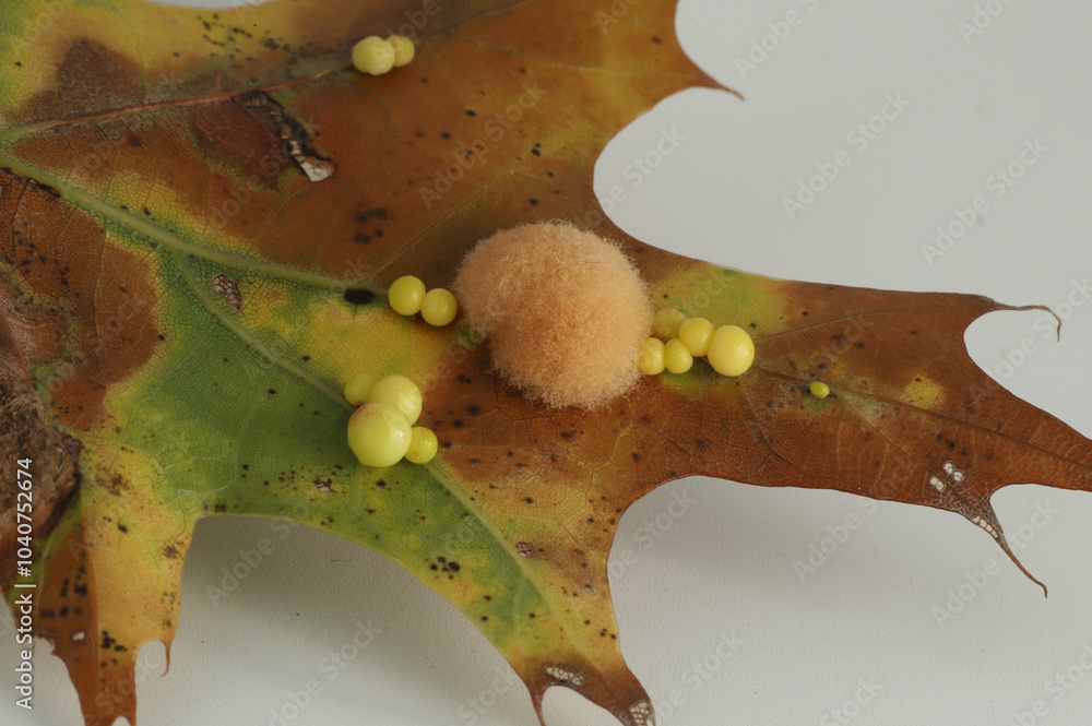Two different types of galls formed by wasp larvae growing inside the ...