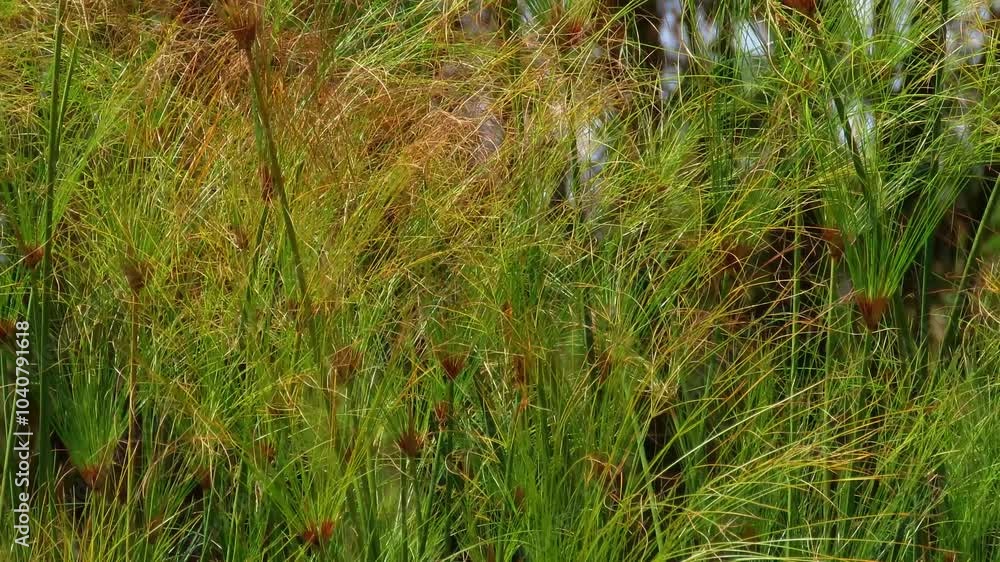 Papyrus sedge or paper reed and Indian matting plant also known as Nile ...