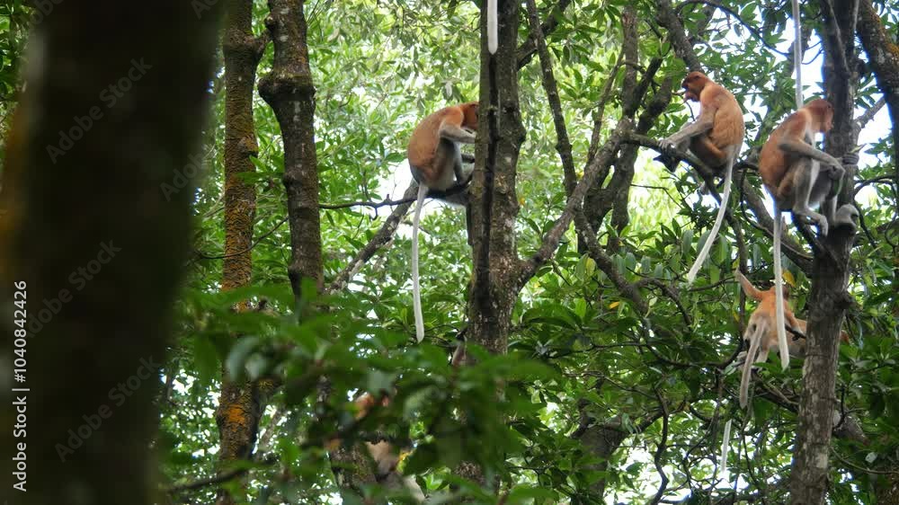 Selective focus proboscis monkey in the wild, sitting on tree, at ...