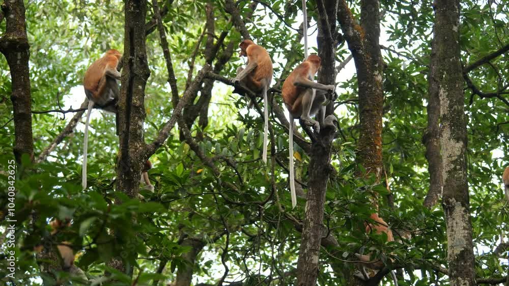 Selective focus proboscis monkey in the wild, sitting on tree, at mangrove forest at Tarakan ...