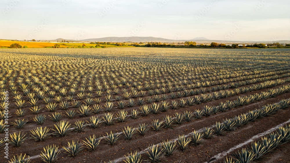vista aérea tomada con drone de un paisaje agavero plantacion de agave ...