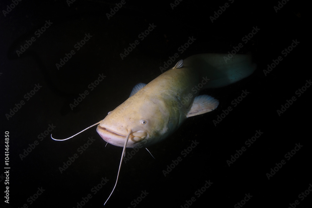 Underwater photography of Albino Wels catfish during night dive. Rare ...