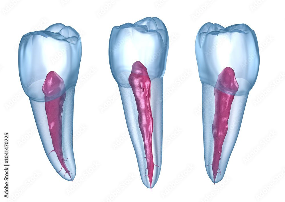 Dental root anatomy - Mandibular Second premolar tooth. Medically ...