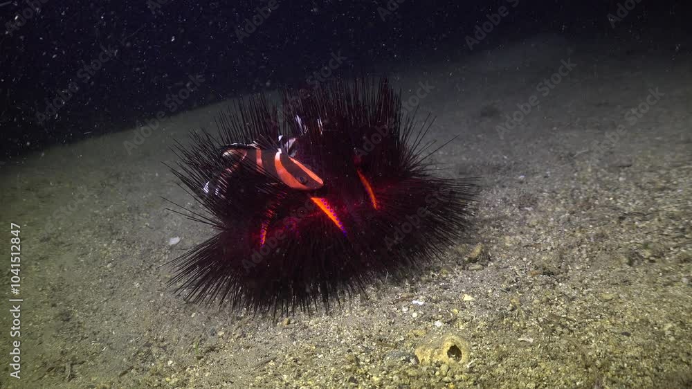 Emperor Red Snapper (Lutjanus sebae) juvenile on Blue-spotted Urchin ...