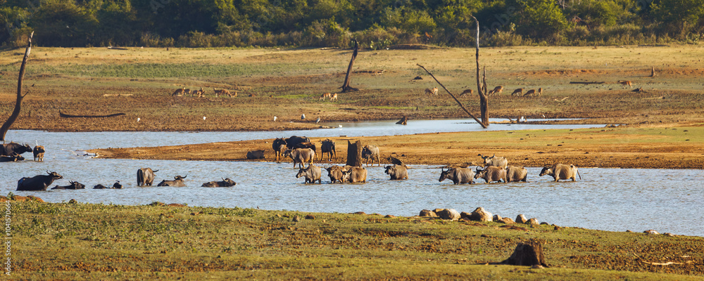 A herd of buffalo and deer gather at a watering hole to drink and bathe ...