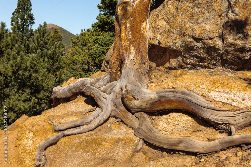 The dead roots of the ponderosa pine remain secured to the boulders it ...