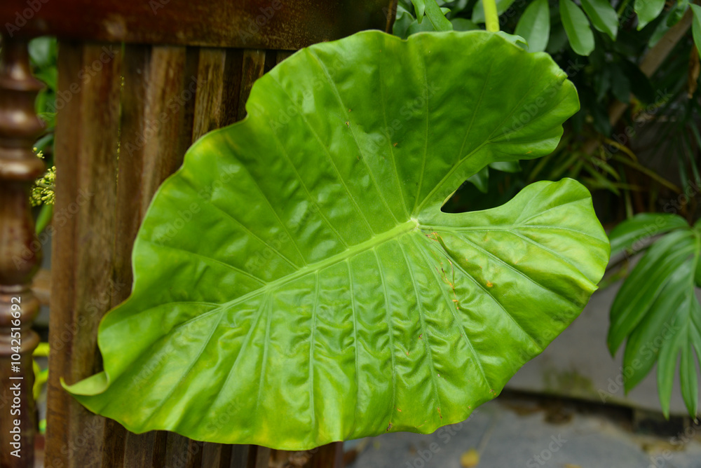 Green leaves of Elephant Ear plant. Alocasia macrorrhiza plant is ...