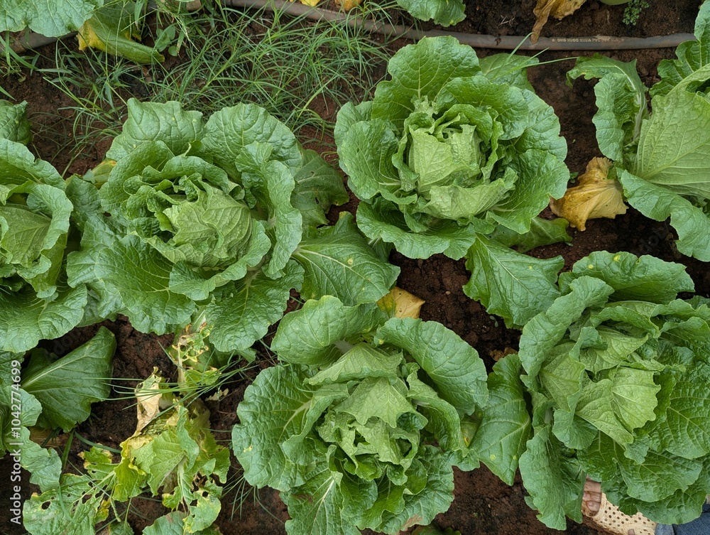 Infected cabbage plants, chinese cabbage garden in Don Duong Lam Dong ...