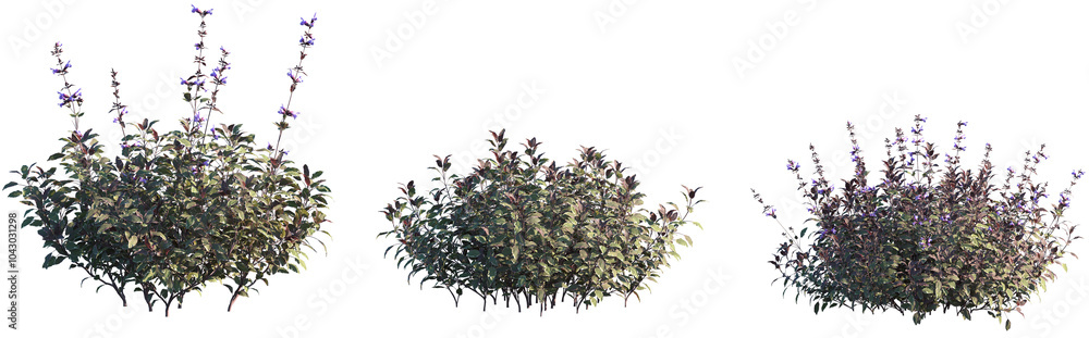 Poster Set of Salvia Officinalis Tricolor (Tricolor Sage) frontal ...